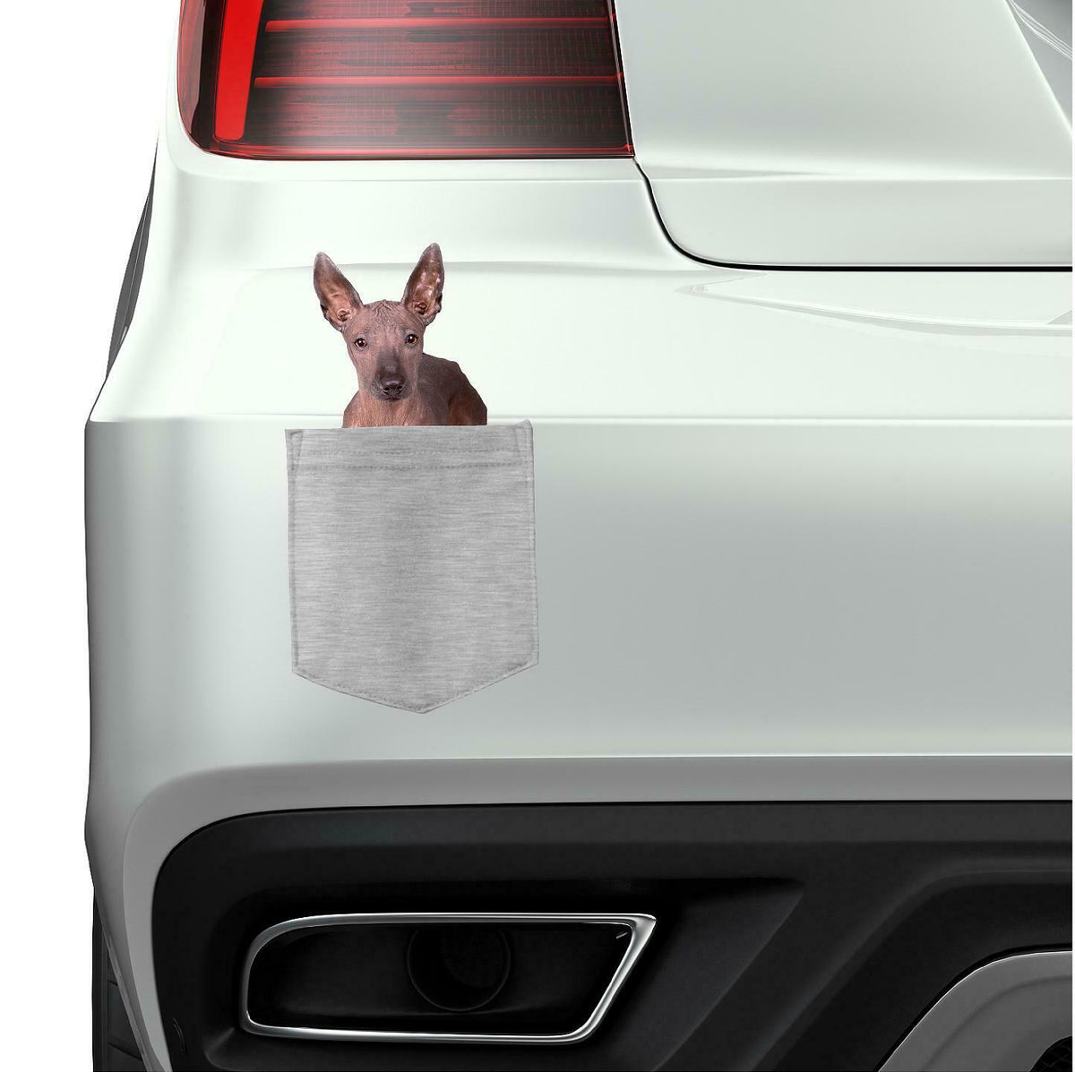 Xoloitzcuintli Dog in pocket Fridge Car Magnet Bumper Sticker App size ...